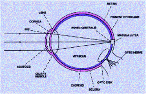 FSO and Laser Safety - CableFree